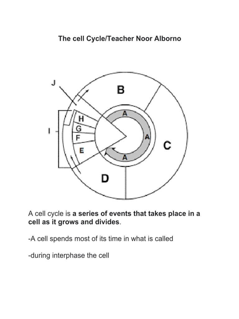 Understanding the Cell Cycle Steps | PDF