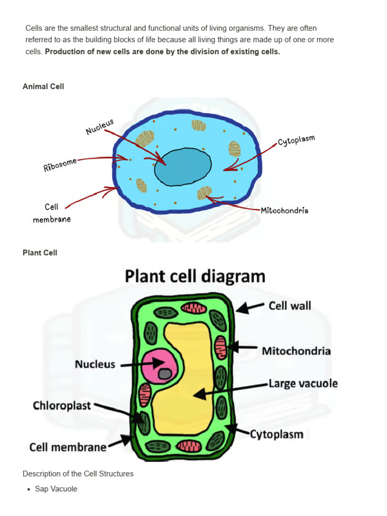 2 - Organisation of The Organism | PDF | Cell (Biology) | Chloroplast