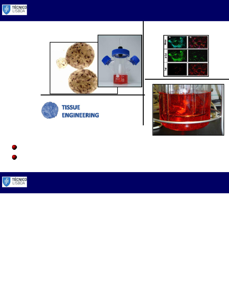 Stem Cell Separation Techniques Overview | PDF | Hematopoietic Stem ...