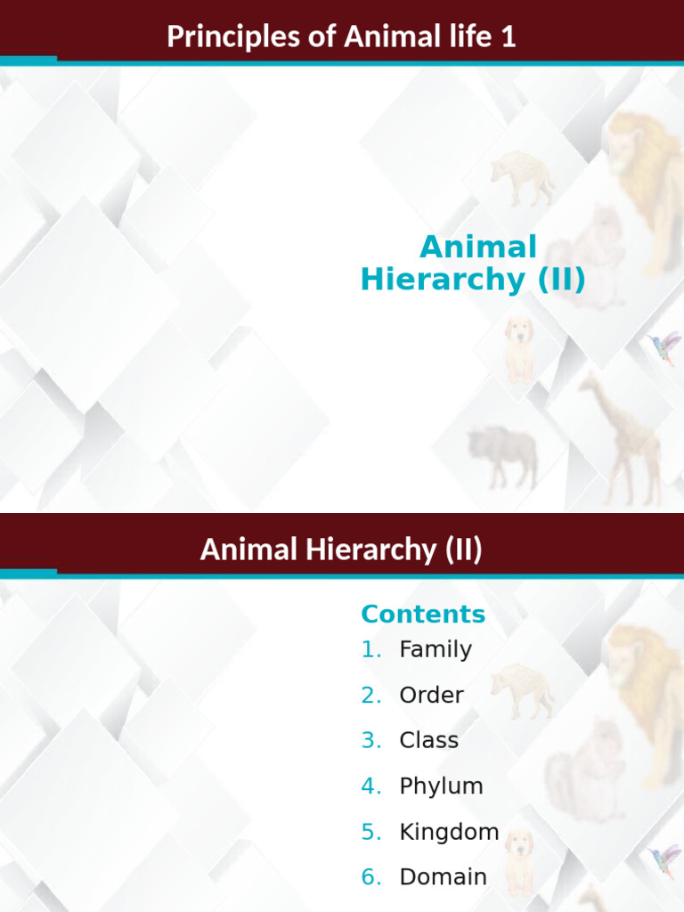 Animal Hierarchy (II) | PDF
