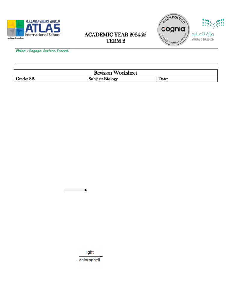 Biology G8 Worksheet Answered | PDF | Enzyme | Photosynthesis