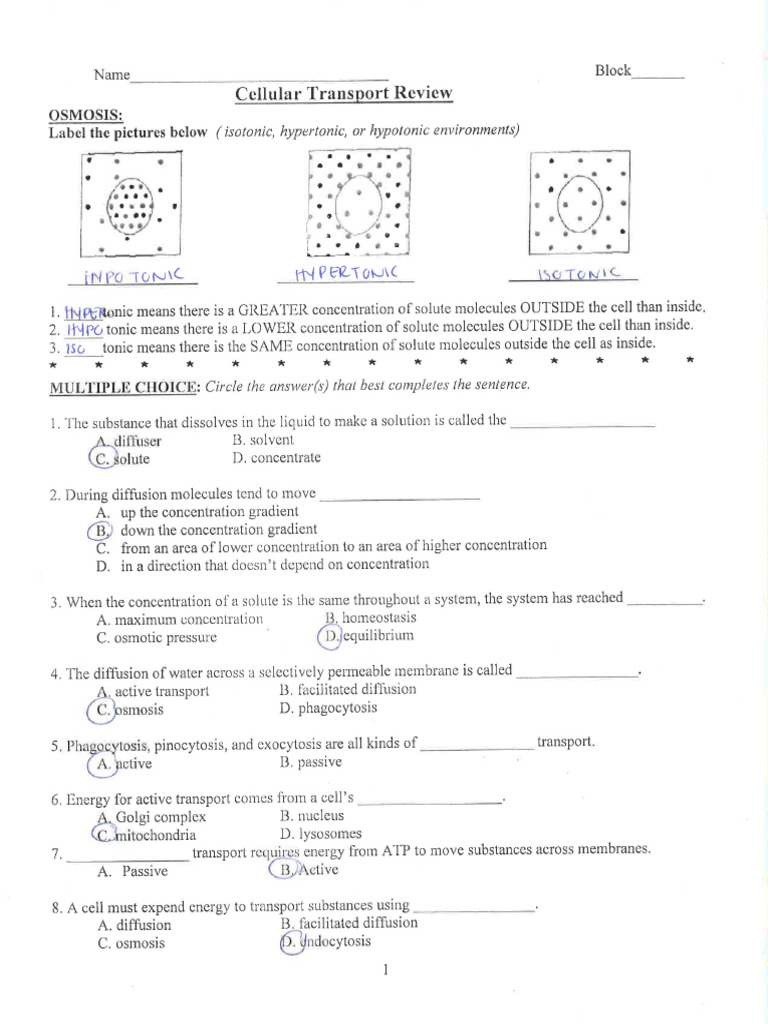 Cell Transport Review - Answers | PDF