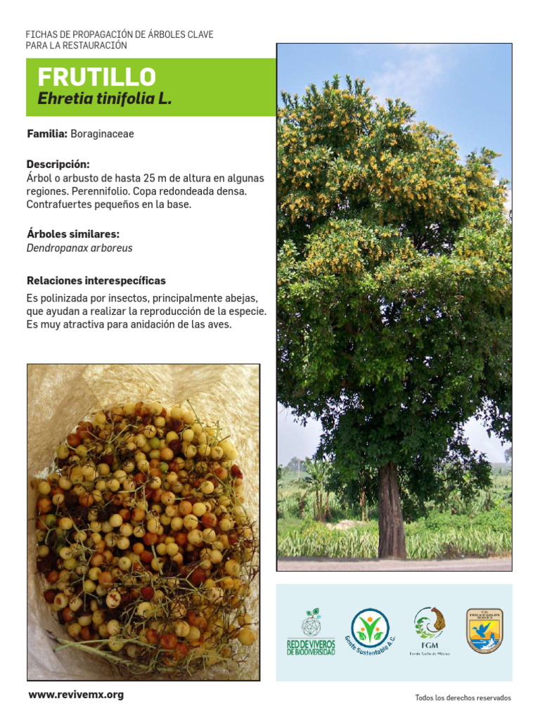 FichaPropagacion F4 Ehretia Tinifolia Frutillo | PDF | Plantas | Botánica