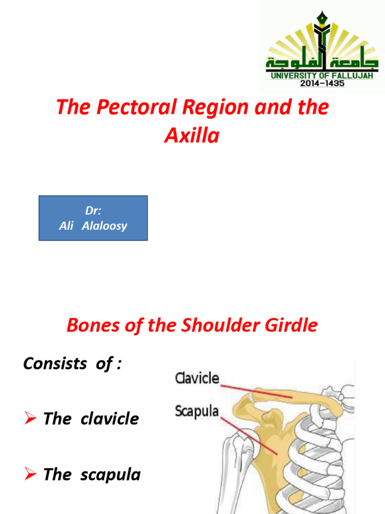 3 The Pectoral Region and the Axilla(1)(1) | PDF | Limbs (Anatomy ...