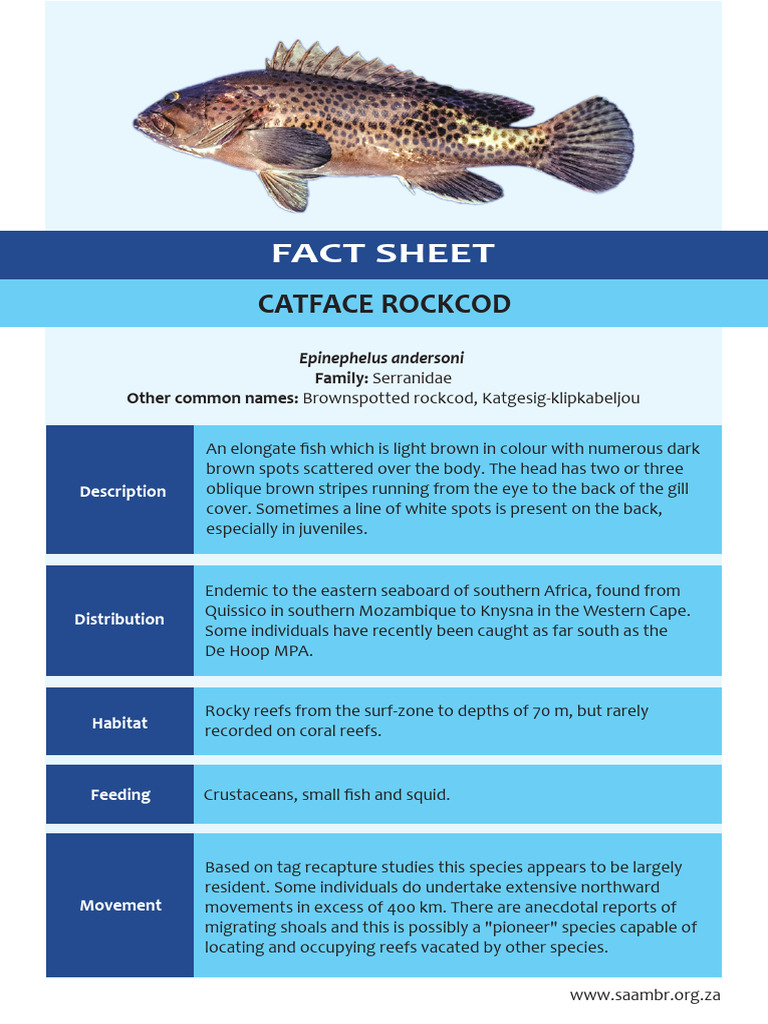 ORI Fish Fact Catface Rockcod ZC LB | PDF | Fish
