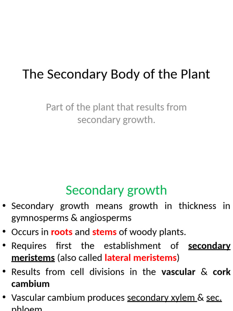 Understanding Secondary Plant Growth | PDF | Plant Stem | Wood