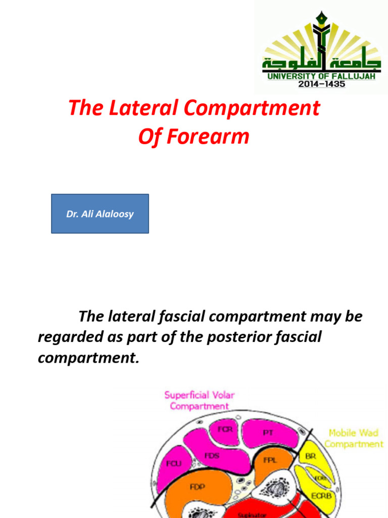 10 The Lateral Compartment of Forearm | PDF