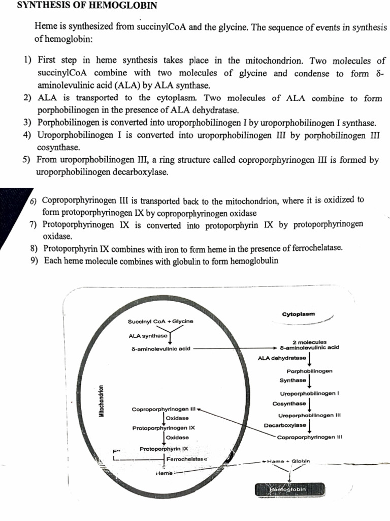 Hemoglobin Synthesis Process | PDF | Hemoglobin | Glycine