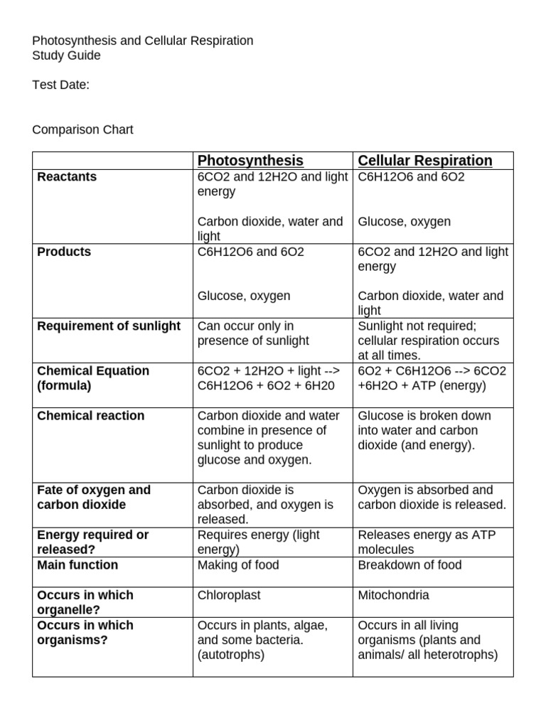 Cellular Respiration Study Guide | PDF | Cellular Respiration ...