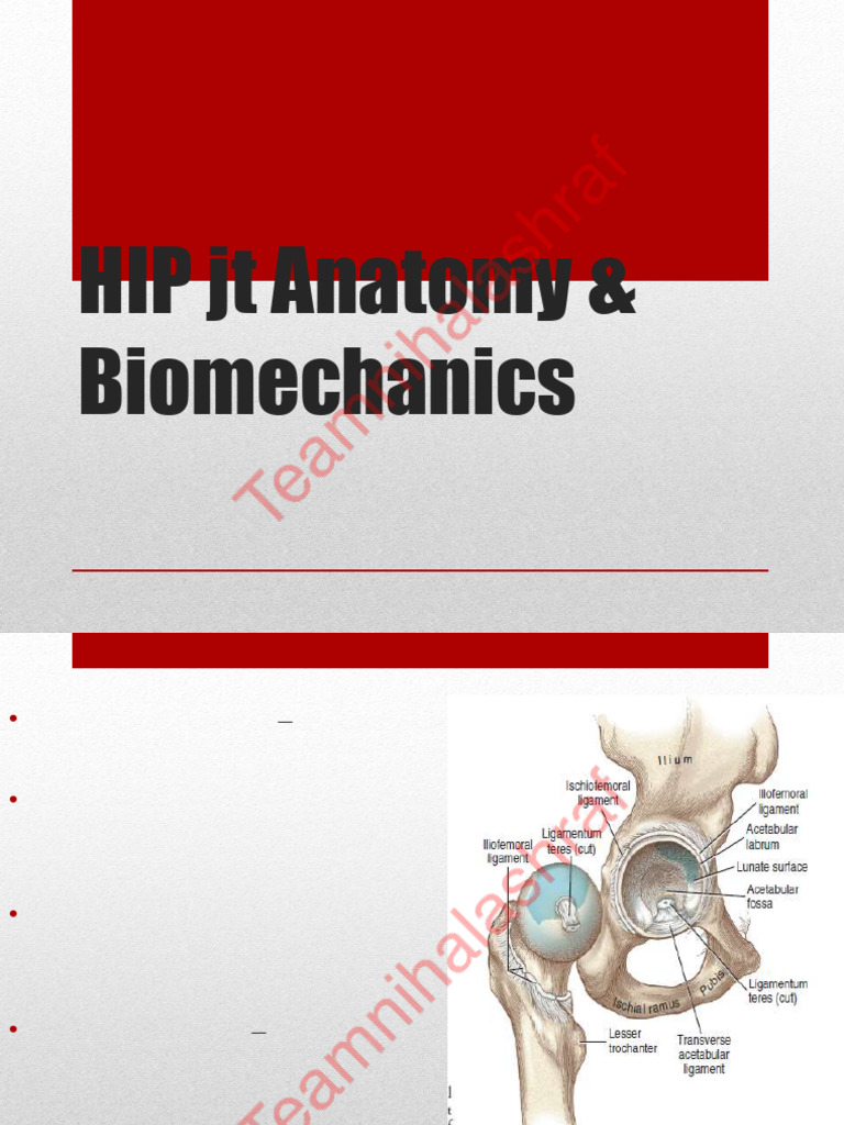 Hip Anatomy and Biomechanics | PDF | Hip | Musculoskeletal System