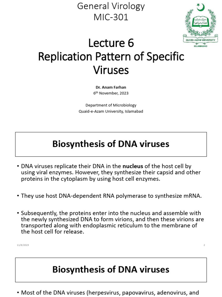 Lecture 6_Replication Pattern of Specific Viruses | PDF | Virus | Sense (Molecular Biology)