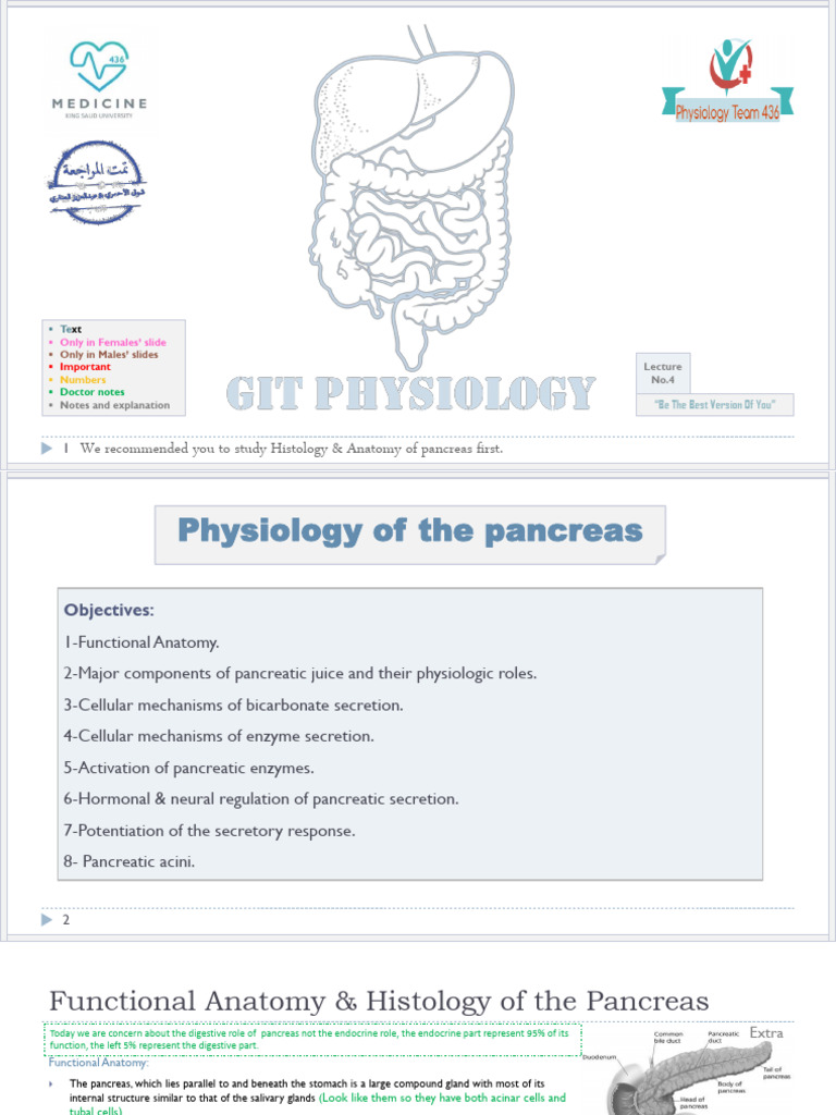4- Physiology of the Pancreas (Final) | PDF | Pancreas | Digestion