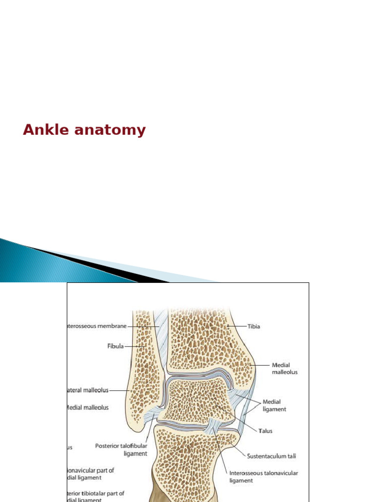 Ankle Anatomy | PDF