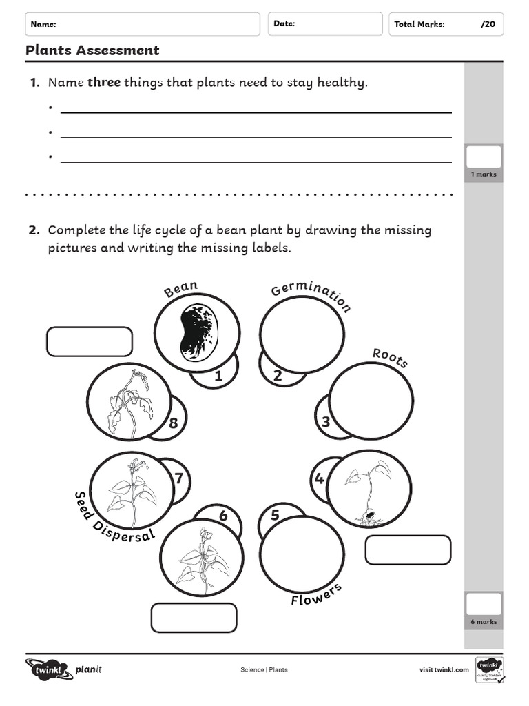 Plants Assessment Test Black And White Pdf Seed Plants