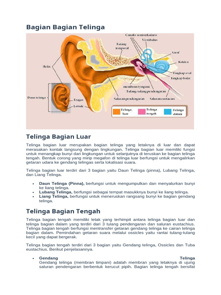Bagian Bagian Telinga | PDF