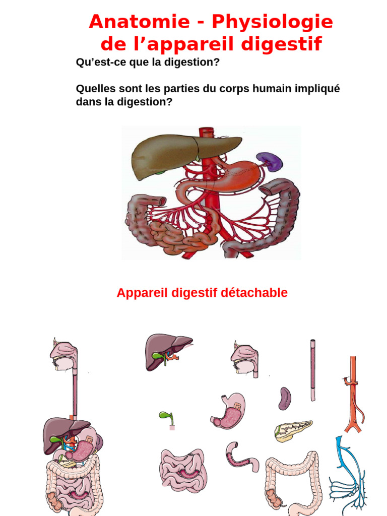 4 natomie physio S digestif | PDF | Œsophage | Estomac