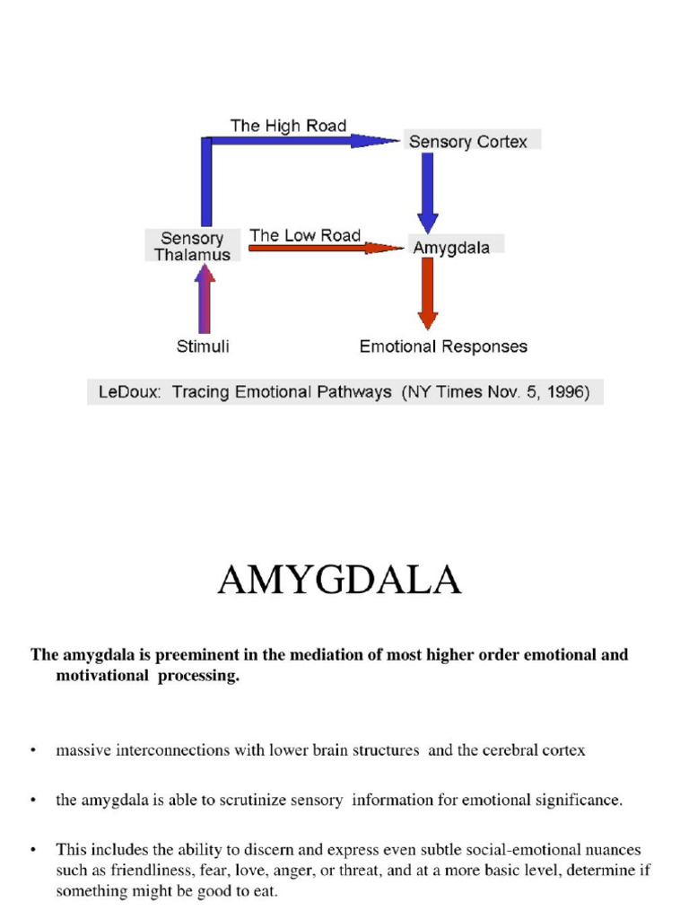 Amygdala Slides | PDF