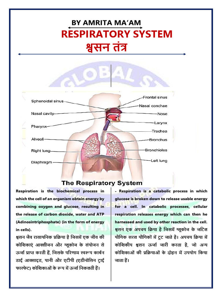 Respiratory System Printable PDF | PDF