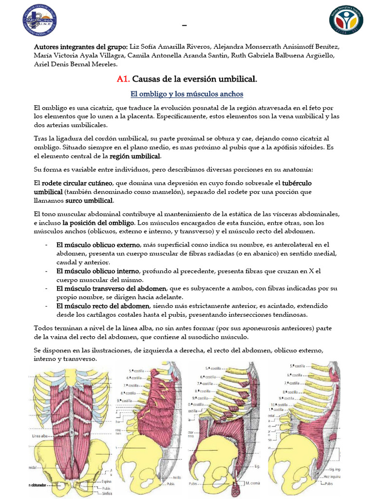A1. Eversión umbilical | PDF | Abdomen | Anatomía