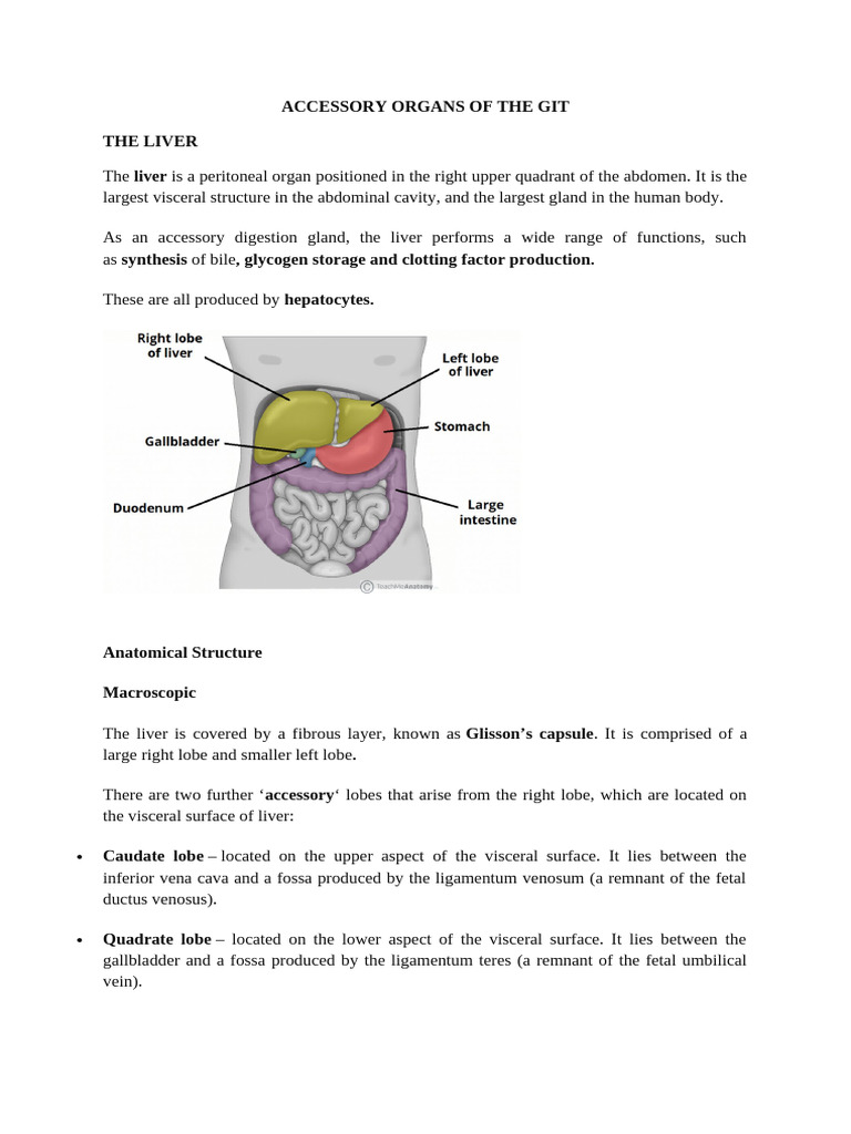 Accessory Organs of The Git | PDF | Liver | Pancreas