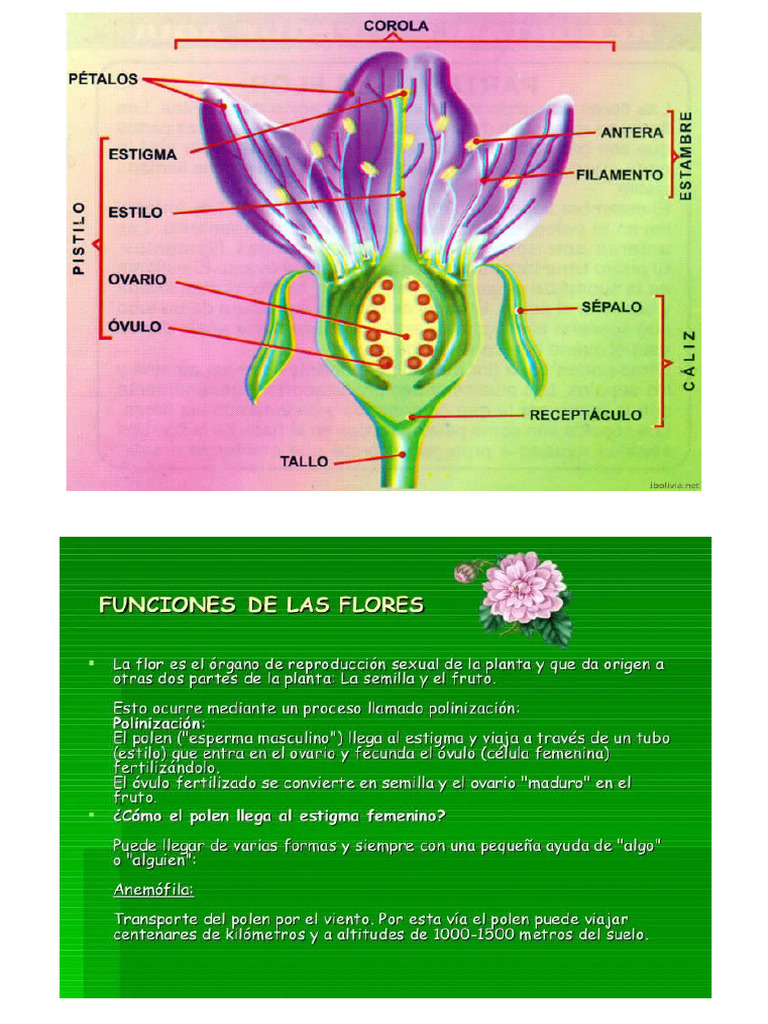 la flor | PDF