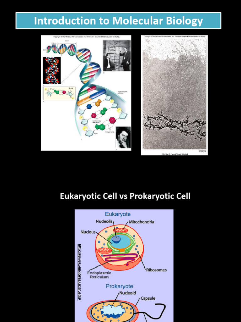 Introduction To Molecular Biology - Student | PDF