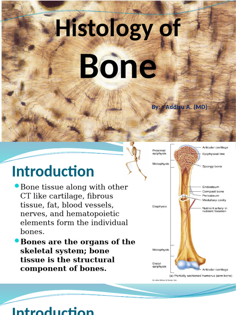Bone Histology: Structure and Function | PDF | Bone | Osteoblast