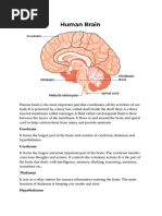 Human Brain Class10 Notes | PDF