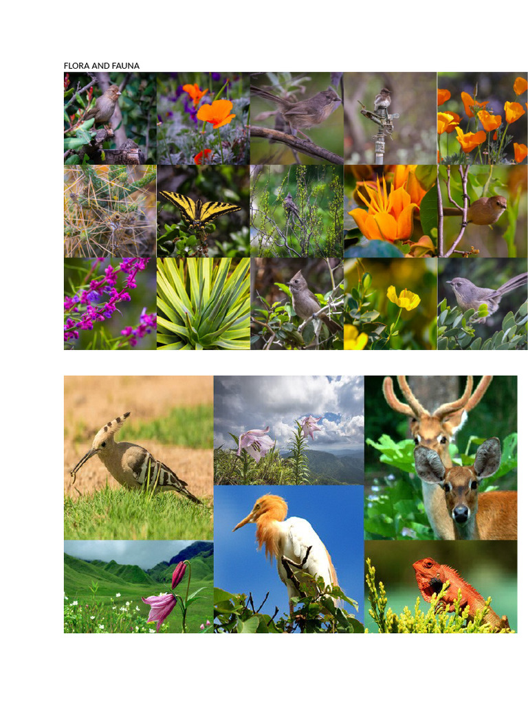 Flora and Fauna | PDF