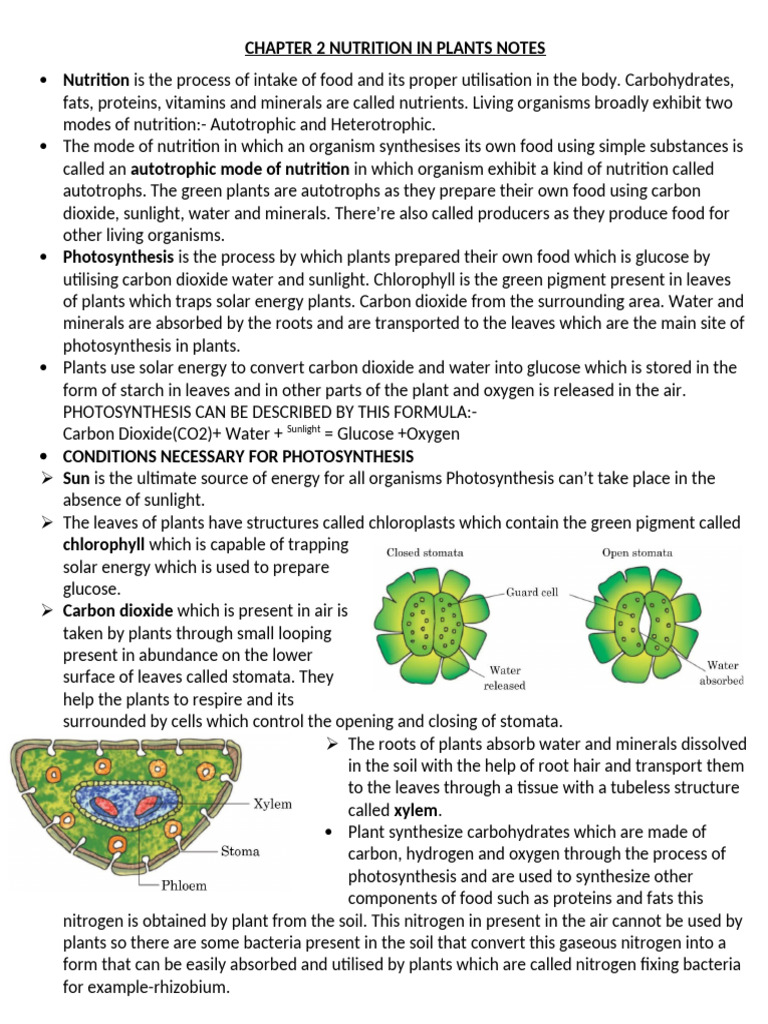 Chapter 2 Nutrition in Plants Notes | PDF | Nutrition | Diet & Nutrition