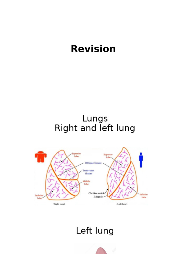 Anatomy Revision: Organs & Epithelium | PDF