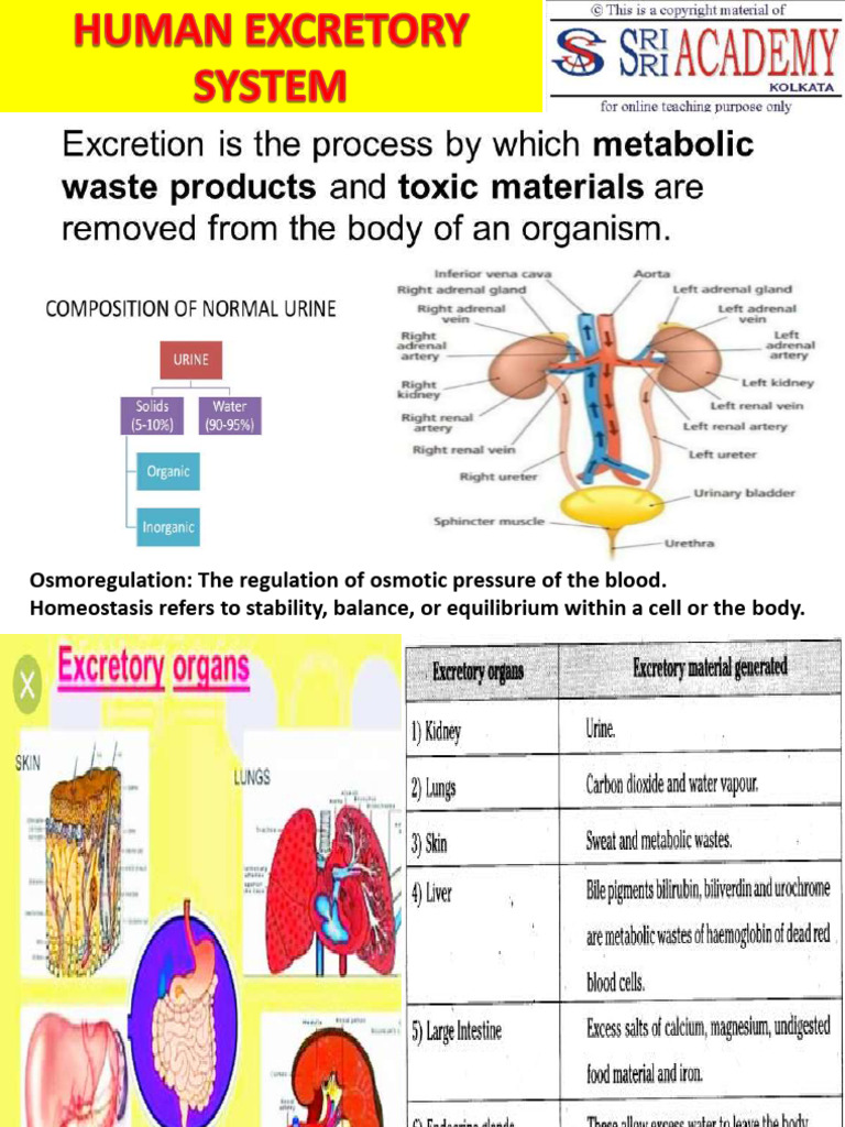 Human Excretory System Overview | PDF