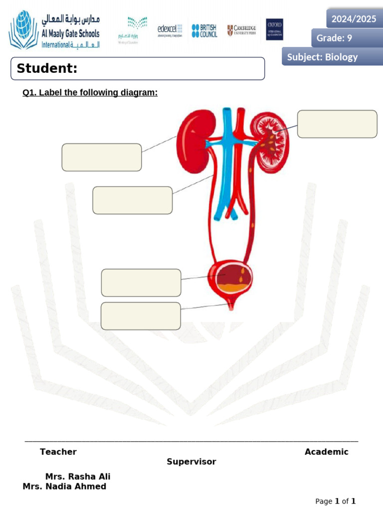 Kidney question | PDF