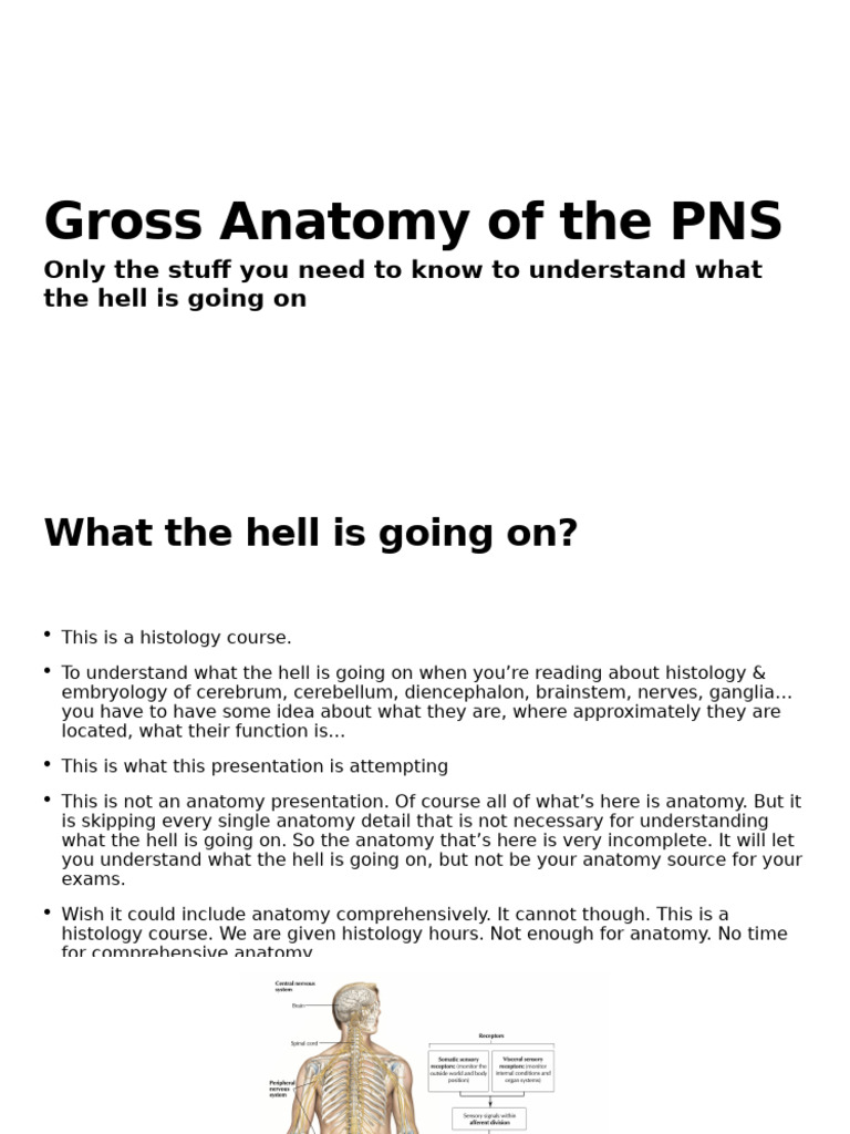 Overview of PNS Gross Anatomy | PDF | Autonomic Nervous System | Spinal ...