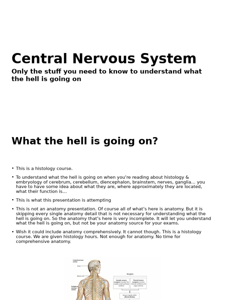Gross Anatomy Of The Cns Pdf Spinal Cord Central Nervous System