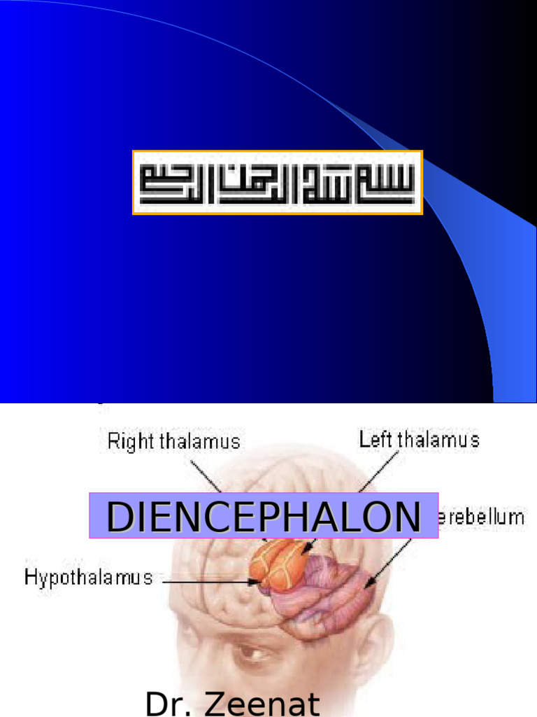 11 Diencephalon 1 Pdf Thalamus Cerebral Cortex