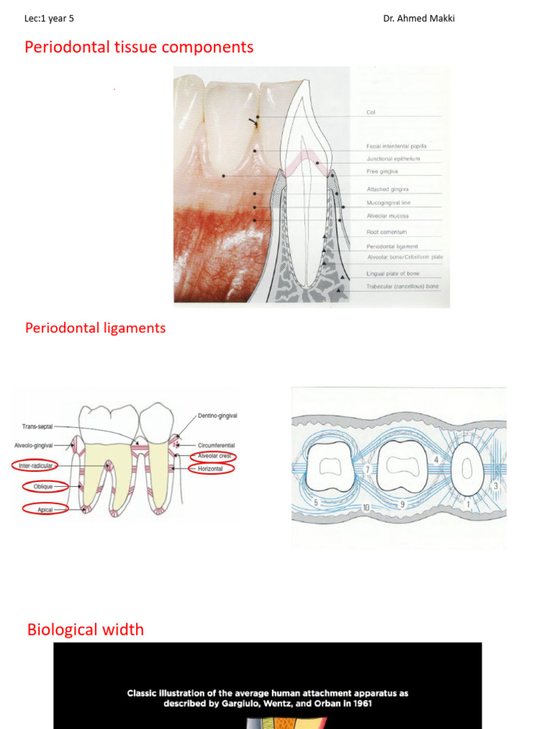 Lec.1 stage 5 perio | PDF