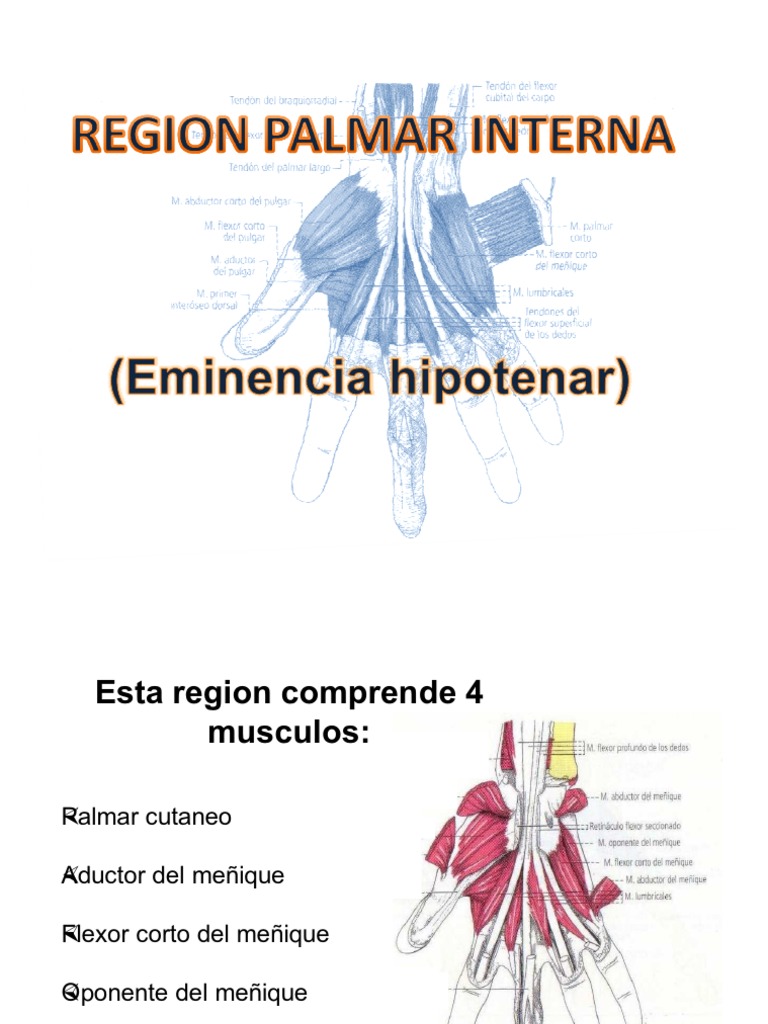 Expo Region Palmar Interna | PDF