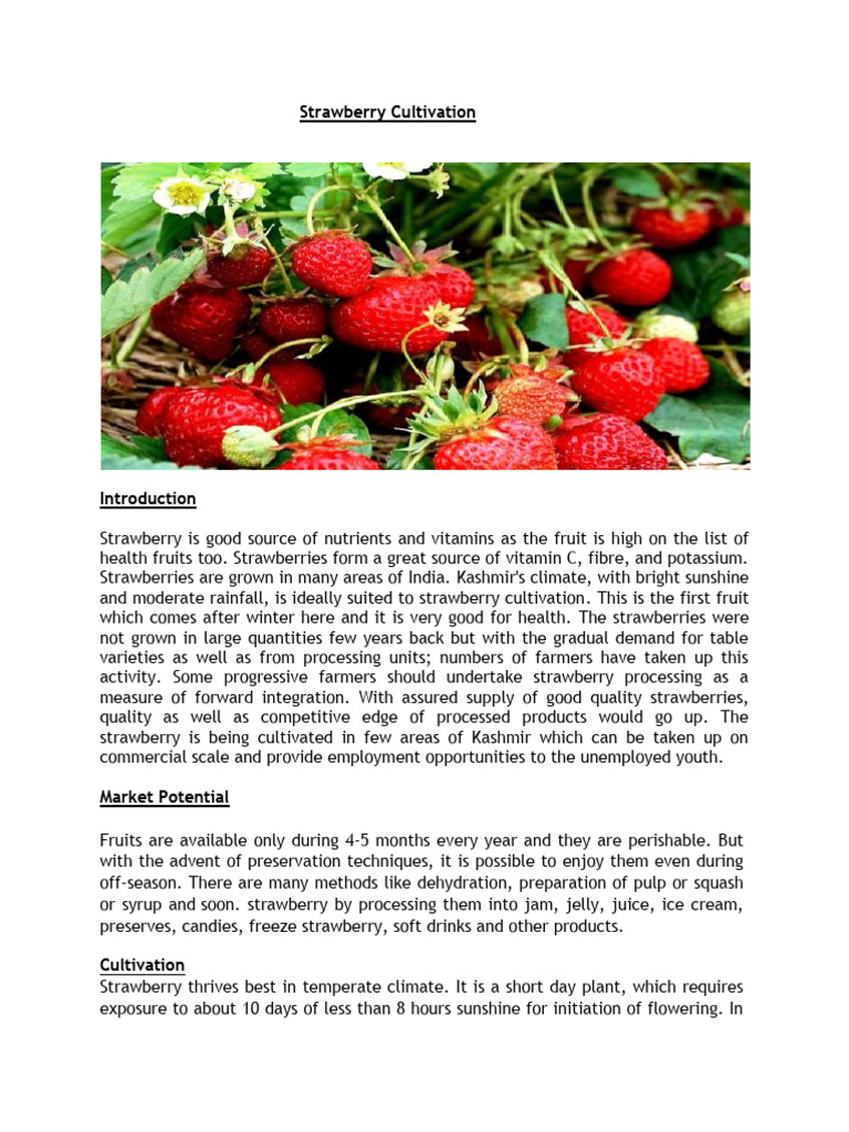 Strawberry Cultivation Processing | PDF | Mulch | Strawberry
