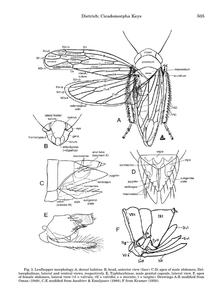 Leafhopper Morphology and Keys | PDF