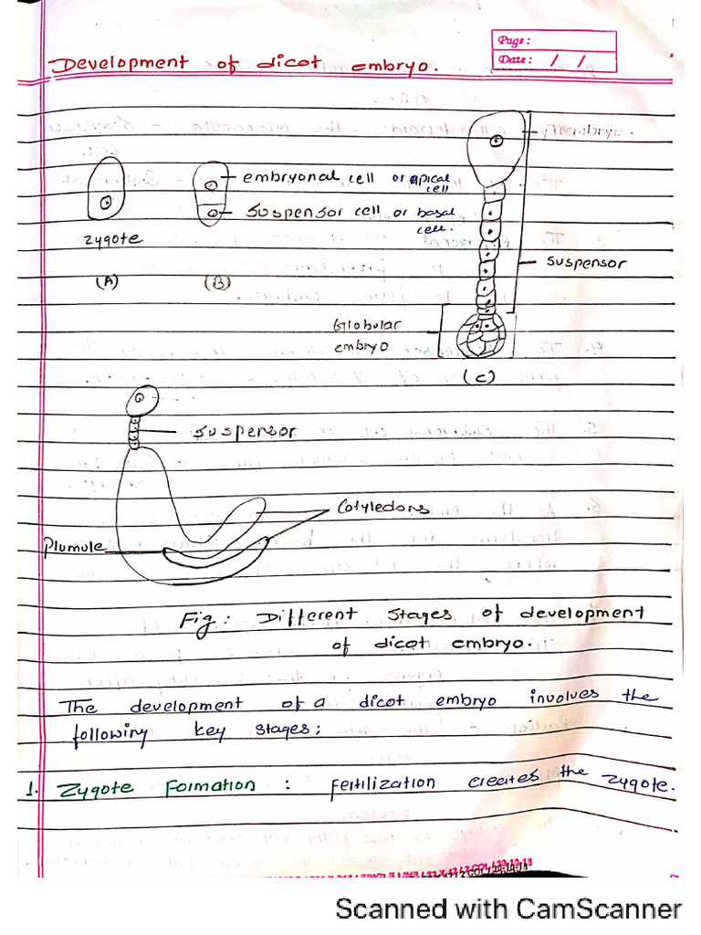 Development of Dicot and Monocot Embryos | PDF