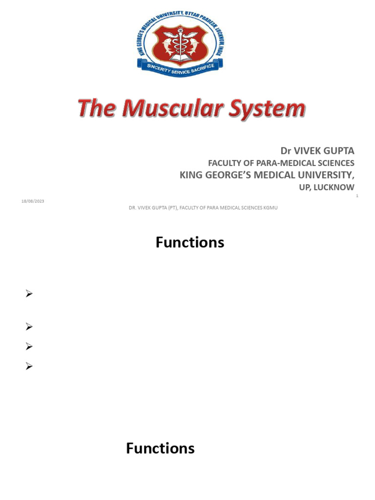 03 Muscular System VG | PDF | Muscle Contraction | Motor Neuron
