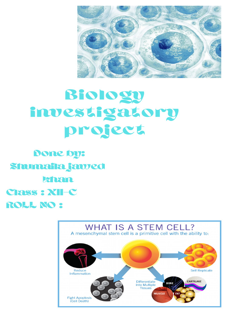 Stem Cells | PDF