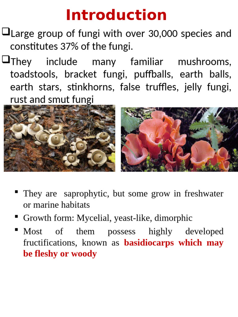 Fungi classification | PDF | Fungus | Spore