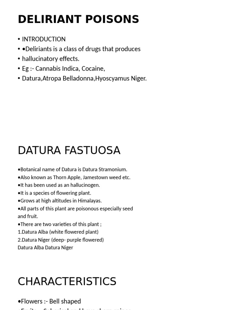 Datura: Deliriant Effects and Risks | PDF