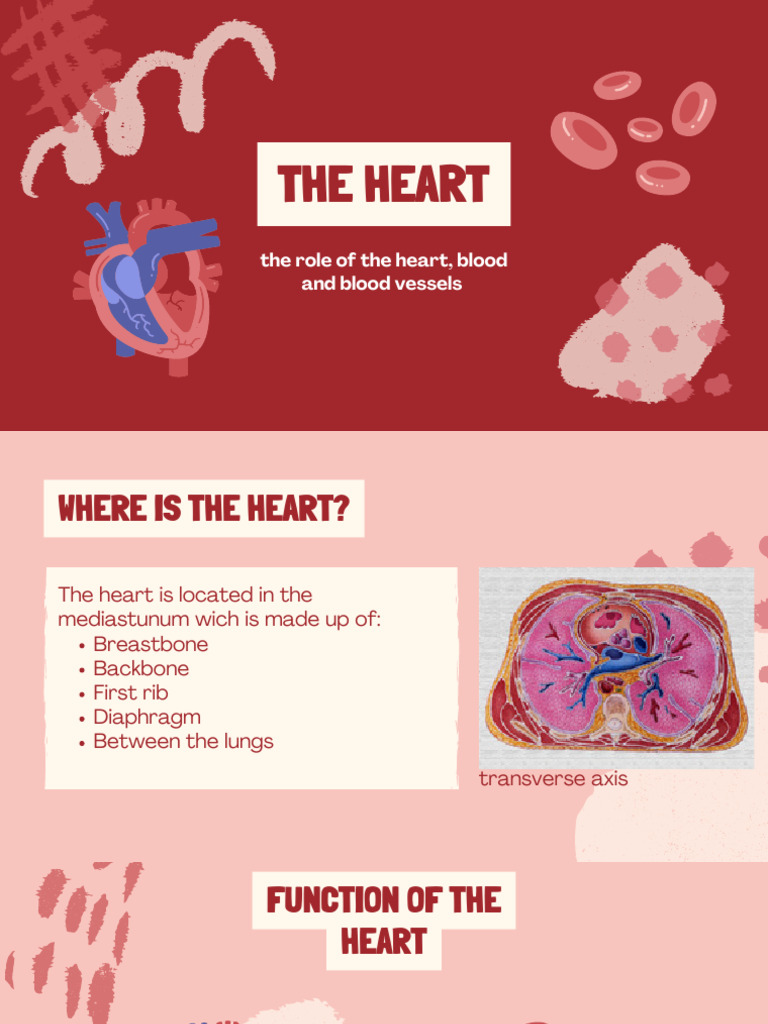 Heart Presentation | PDF | Heart | Atrium (Heart)
