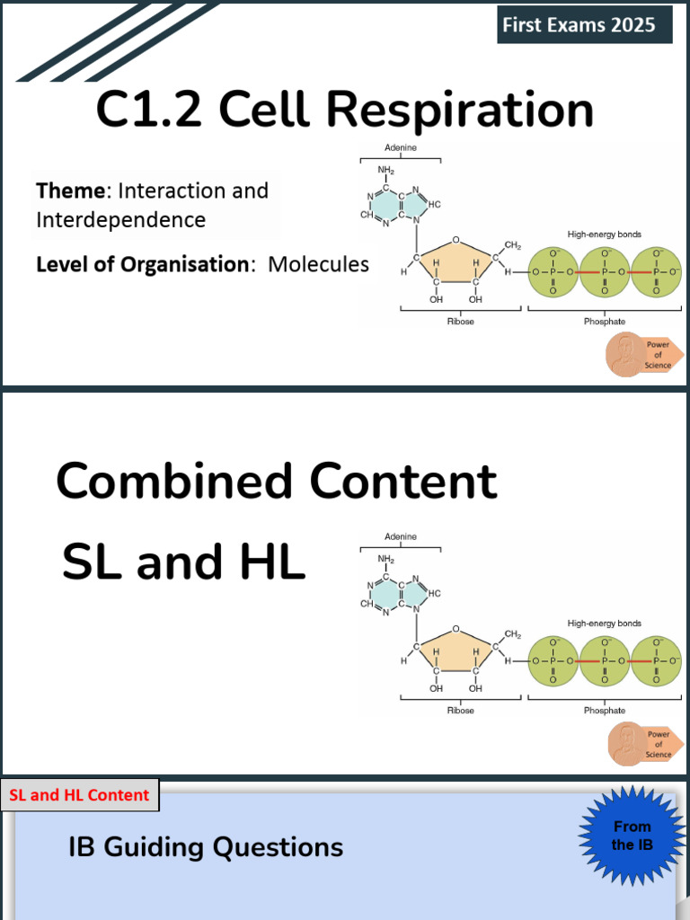 C1.2 Cell Respiration - SL - HL | PDF | Cellular Respiration ...
