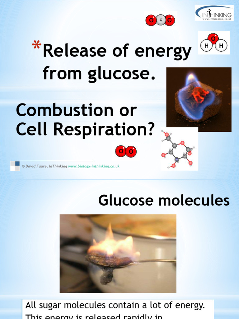 Respiration Intro Slides | PDF