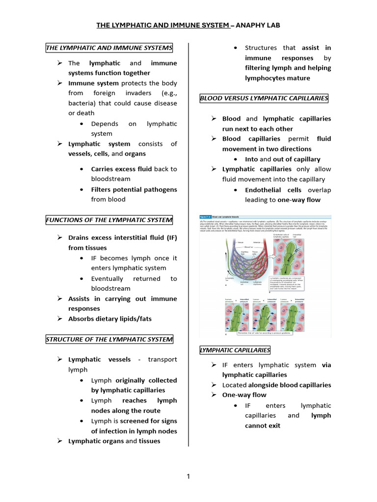 Lymphatic and Immune - Lab | PDF | Lymph | Anatomy