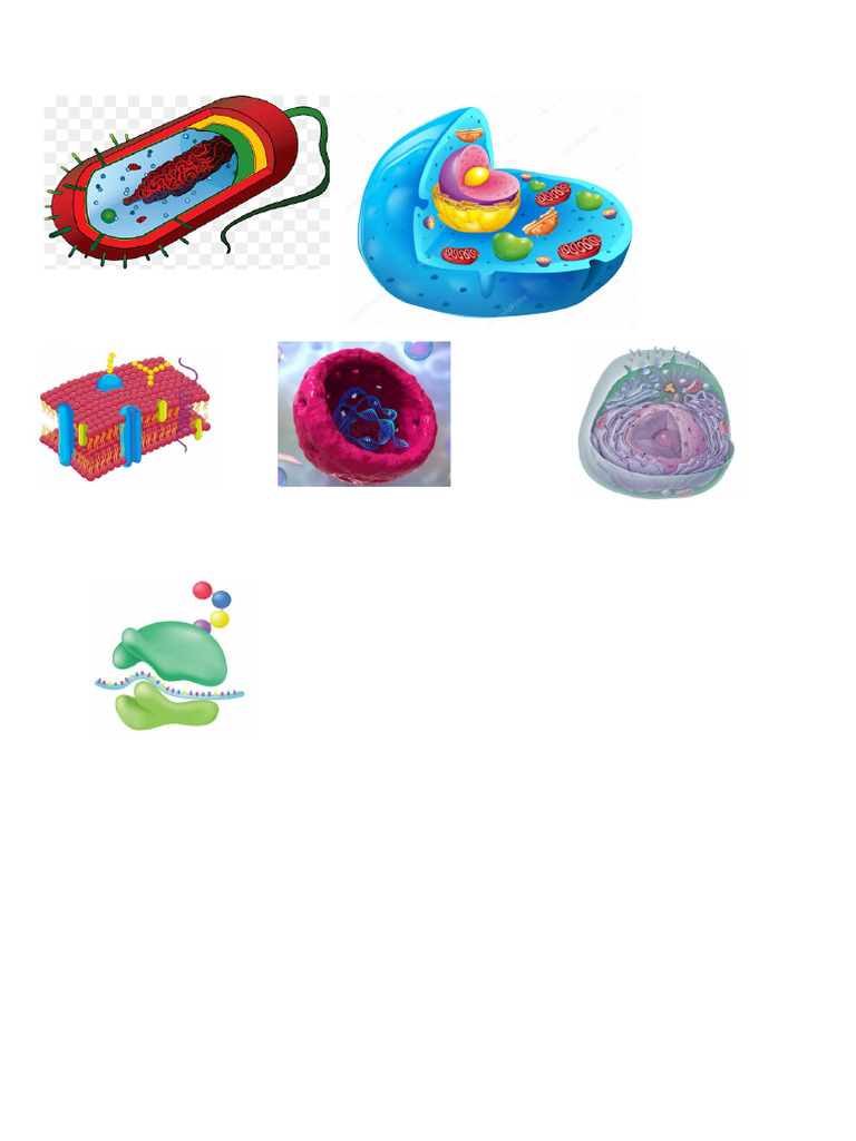 Naturales Cami | PDF